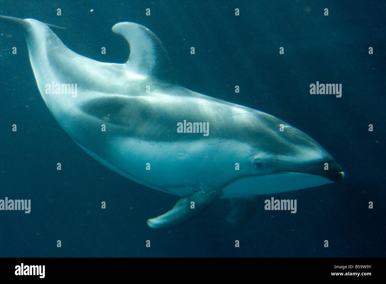 White sided dolphin hi-res stock photography and images - Alamy