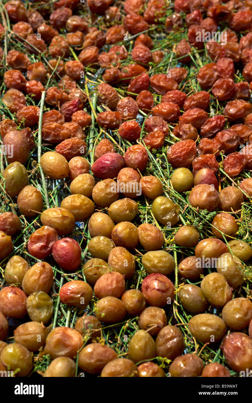 Plums drying on Alonnisos, a small island near Skiathos, Greek Islands ...