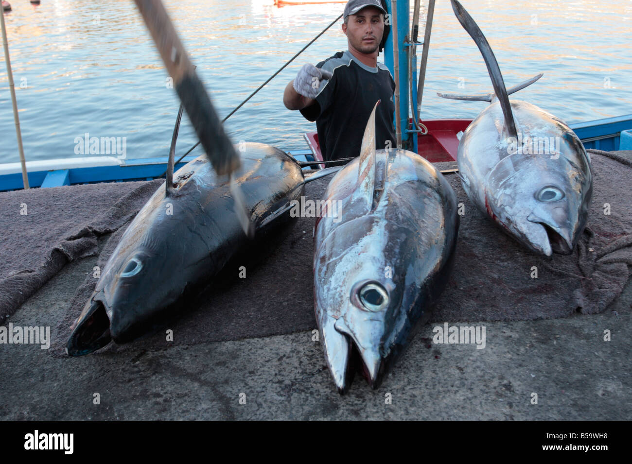 Bonito tuna fish on the quayside at Playa San Juan Tenerife Canary ...