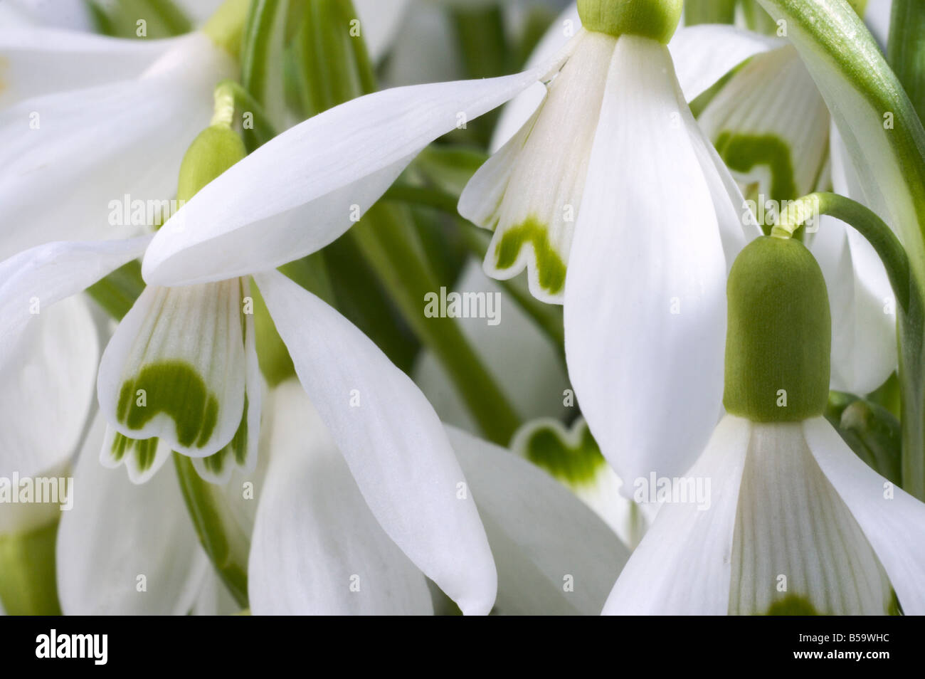 Spring holiday snowdrop flowers background Stock Photo - Alamy