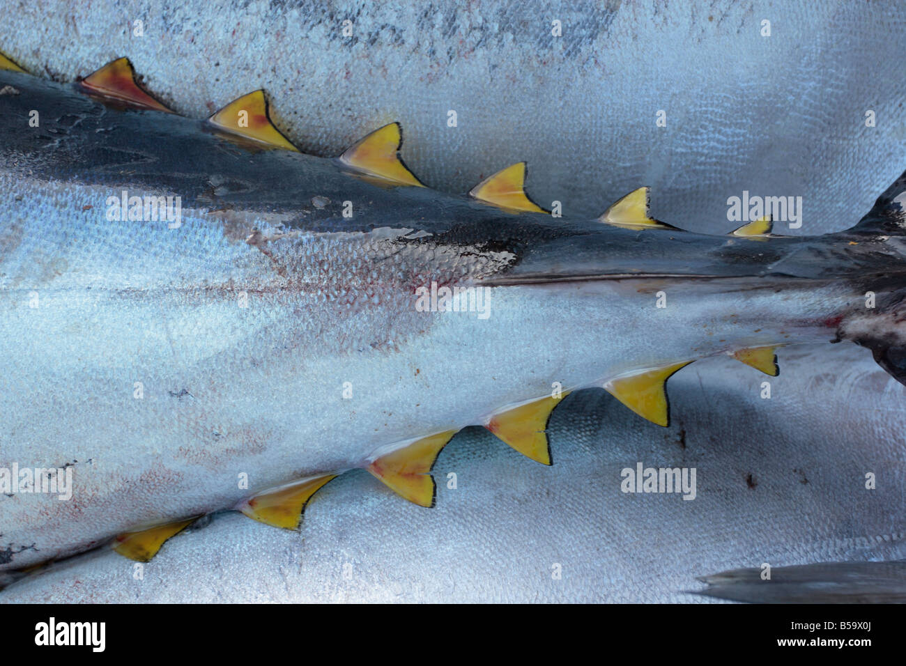 Yellowfin Vs Yellowtail