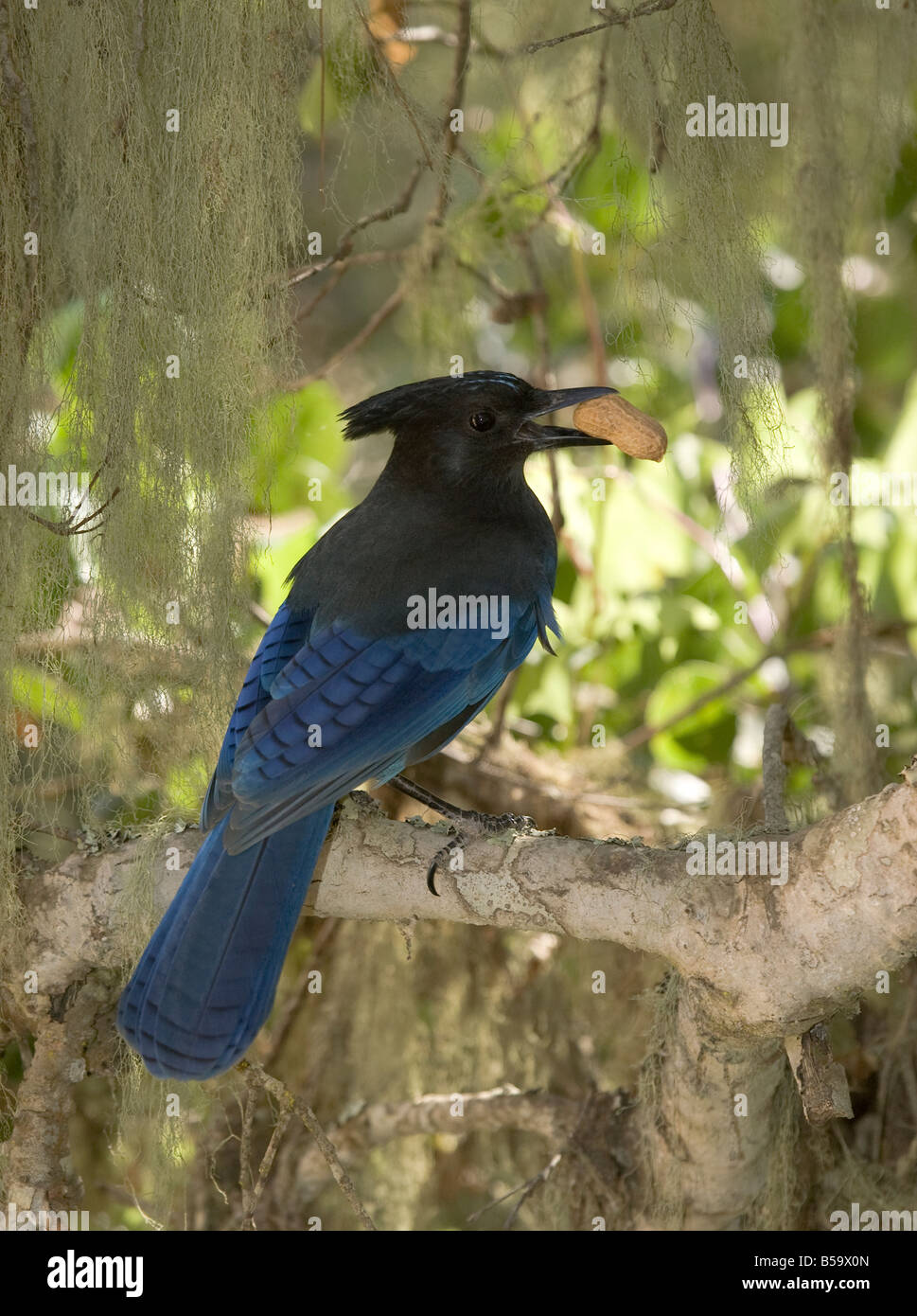 Stellers jay cyanocitta stelleri in hi-res stock photography and images ...