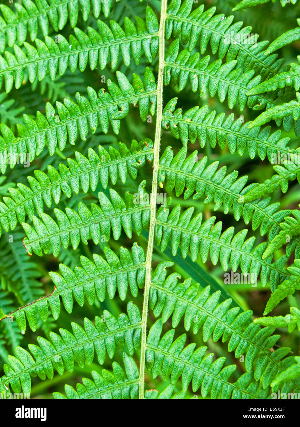 Fern close up France Europe Stock Photo - Alamy