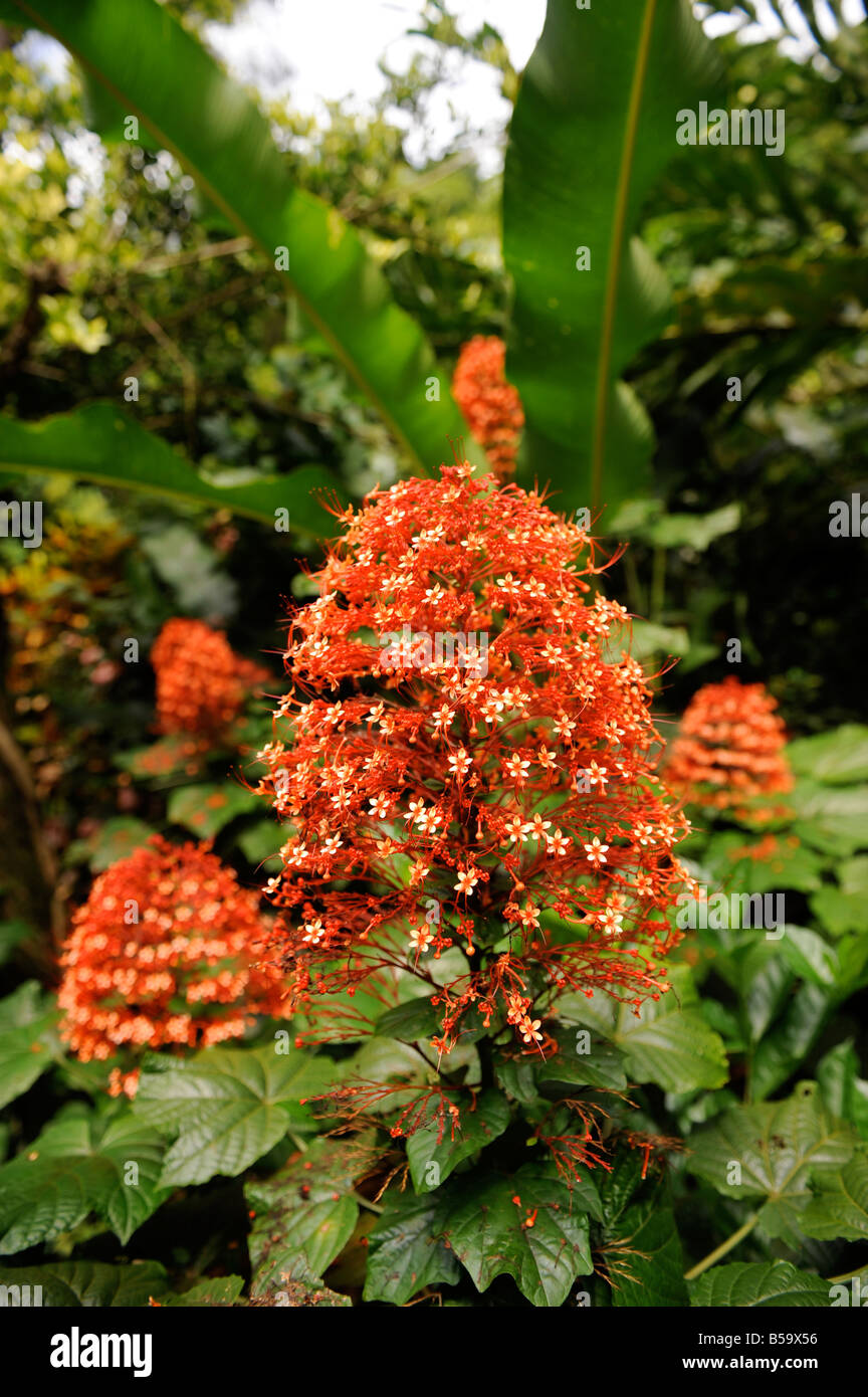 RED TROPICAL FLOWER IN THE BOTANIC GARDENS WITH A VIEW OF PETIT PITON ...