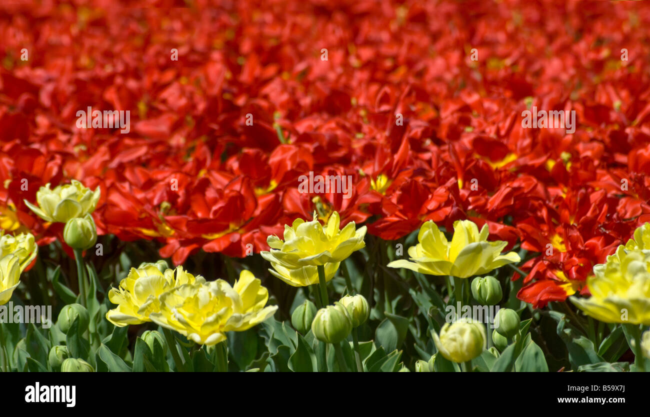 Red yellow plants hi-res stock photography and images - Alamy