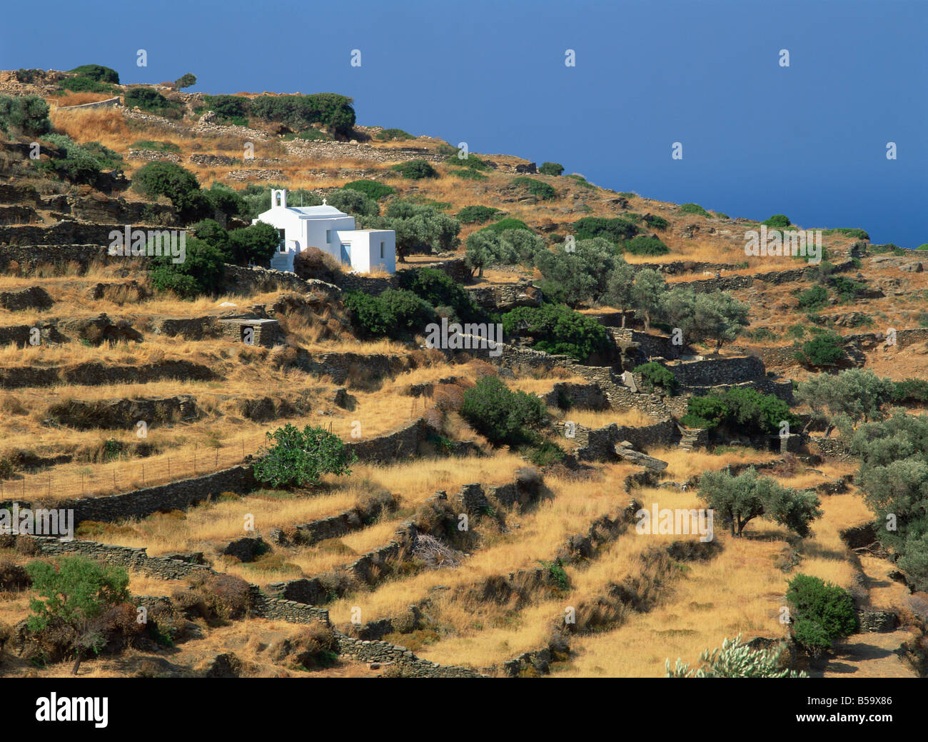 Terraces olive trees hi-res stock photography and images - Alamy