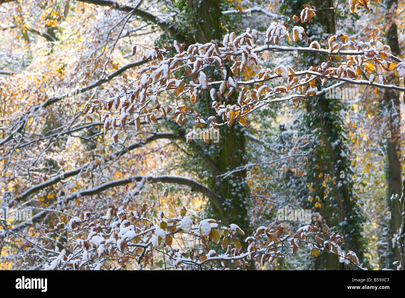 England frost trees hi-res stock photography and images - Alamy
