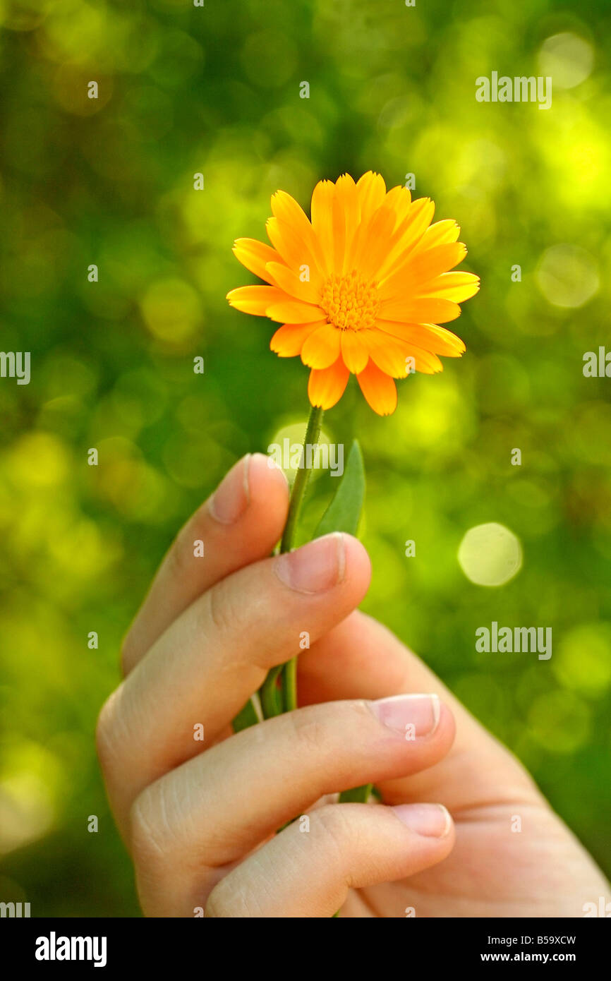 Marigold on hand Calendula officinalis Stock Photo - Alamy