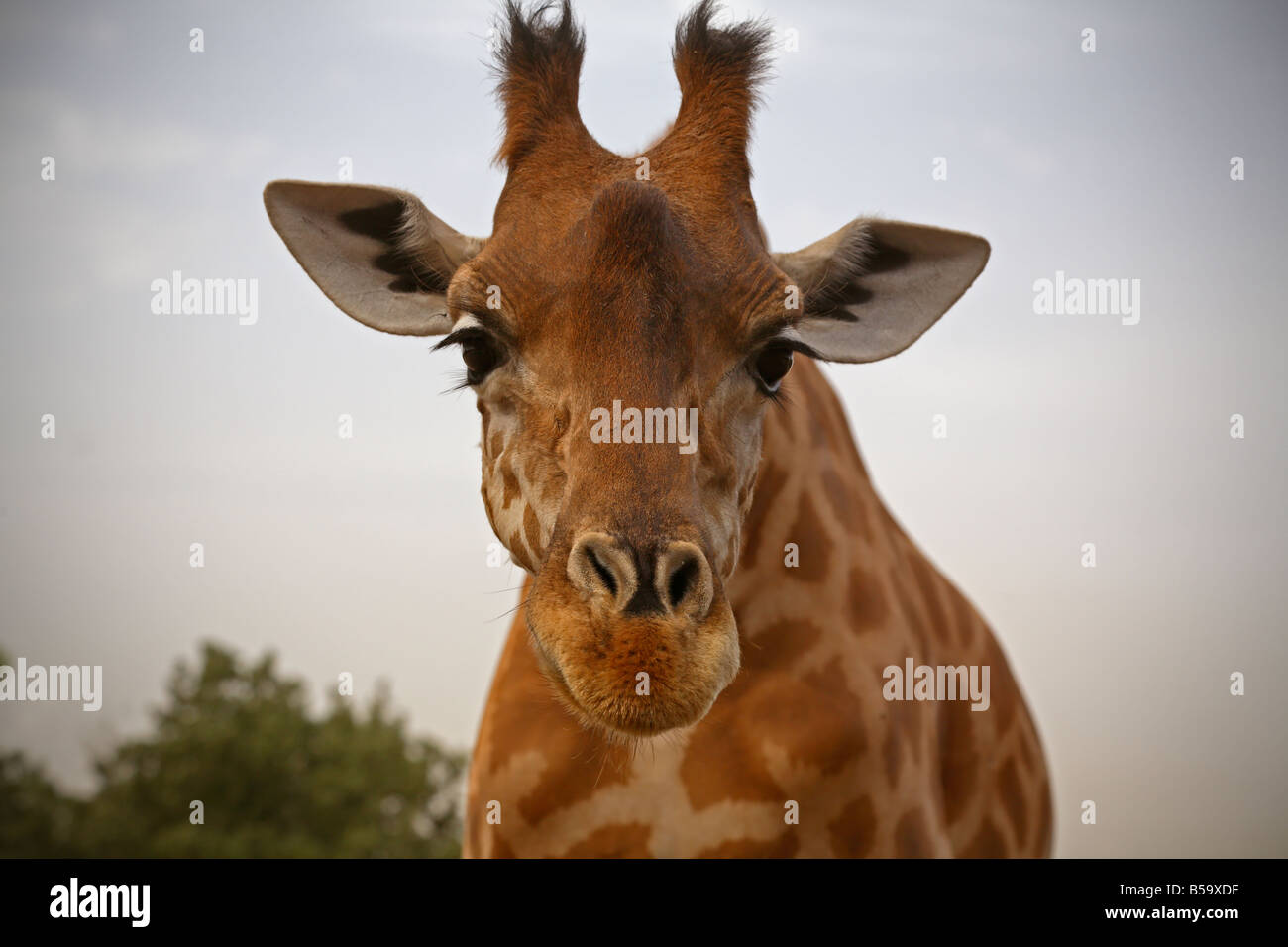 A headshot of a giraffe Stock Photo - Alamy