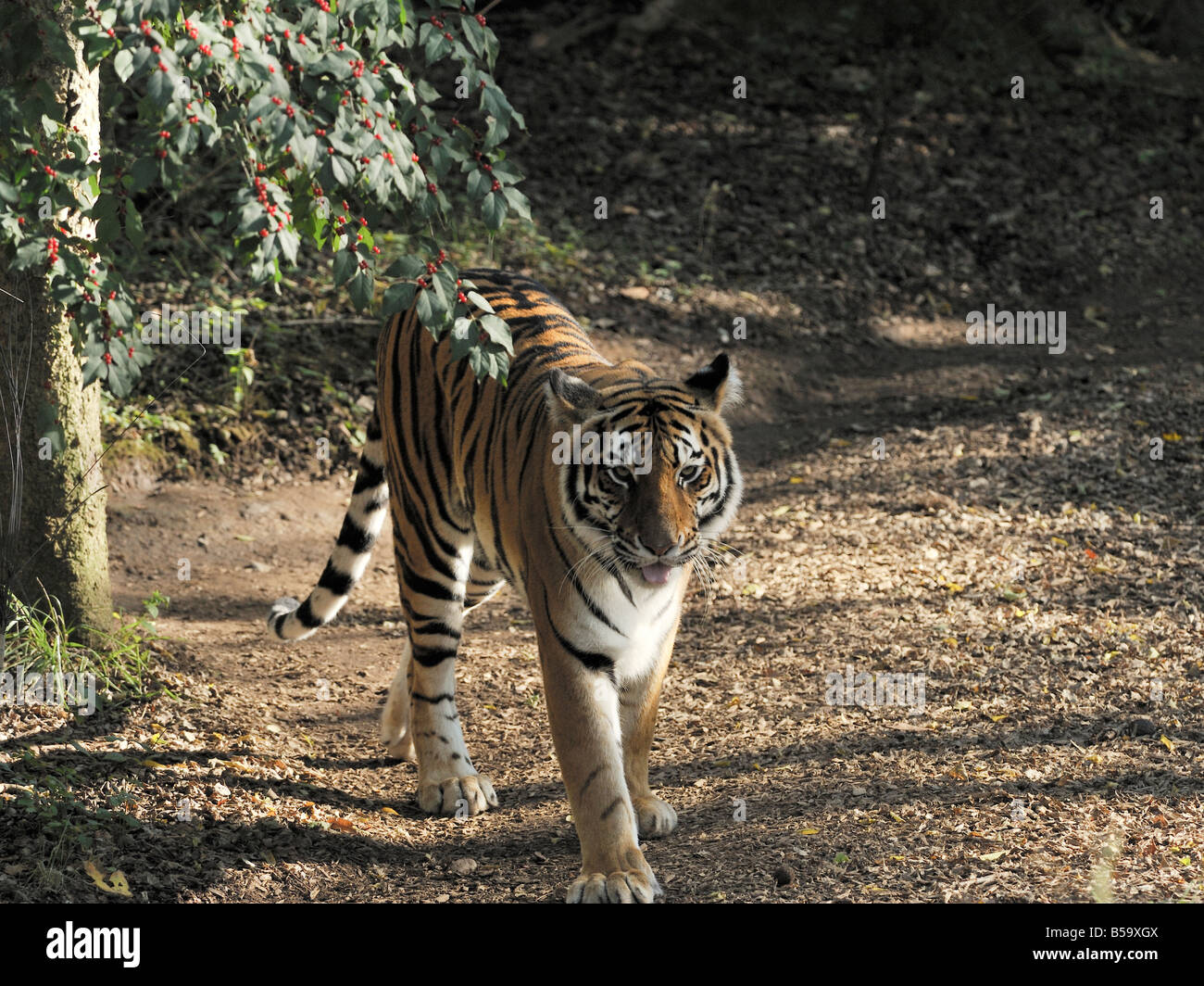 Orange tiger hi-res stock photography and images - Alamy