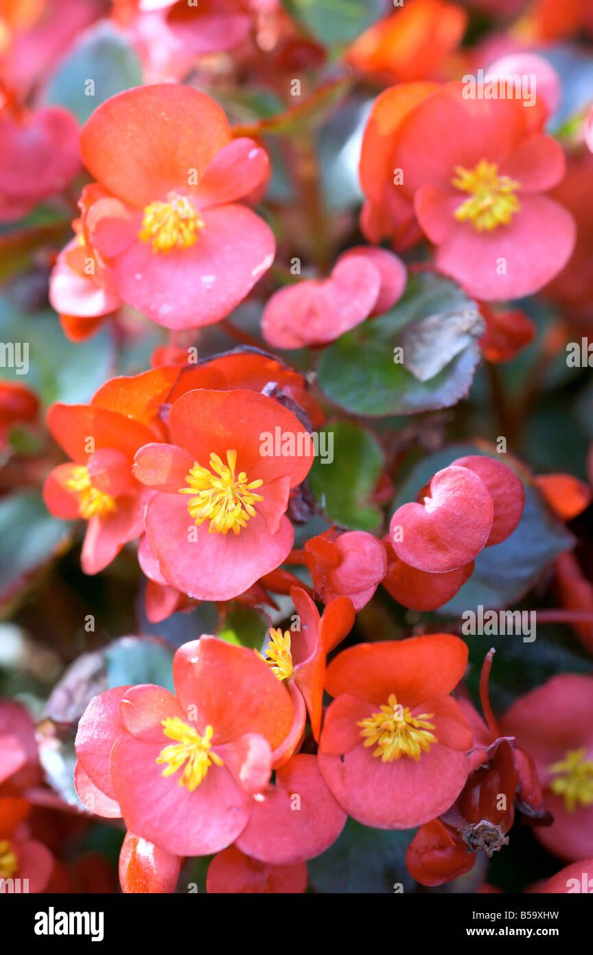 Blossoming red azalea flowers in summer city park Stock Photo - Alamy