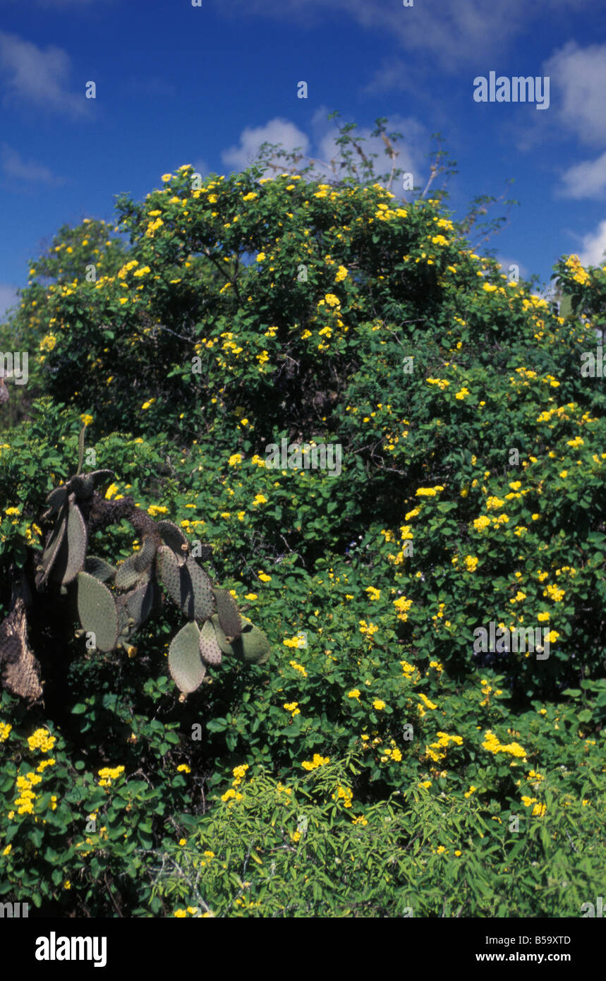 Muyuyo in blossom hi-res stock photography and images - Alamy