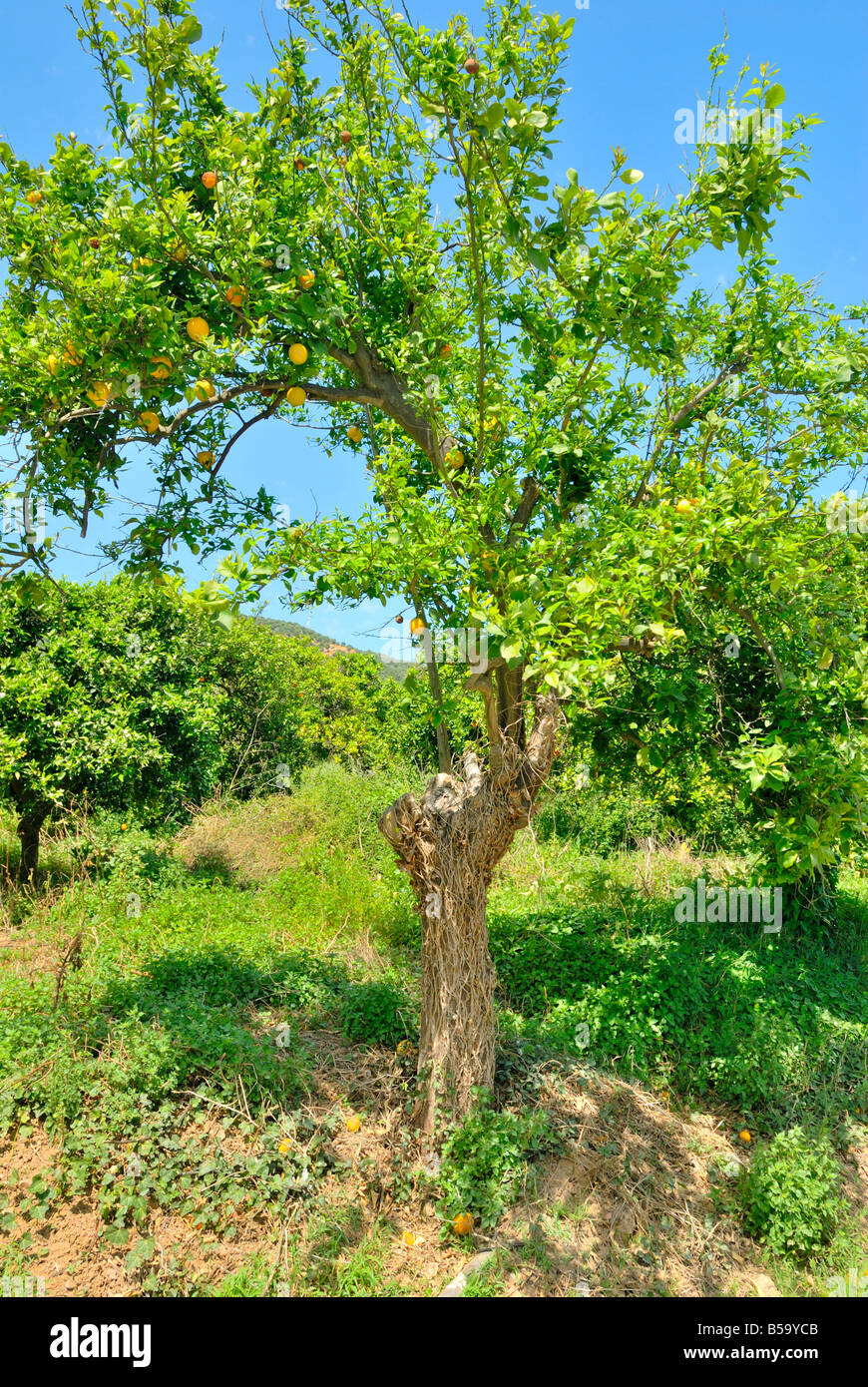 Lemon tree, Crete, Greece, Europe Stock Photo - Alamy