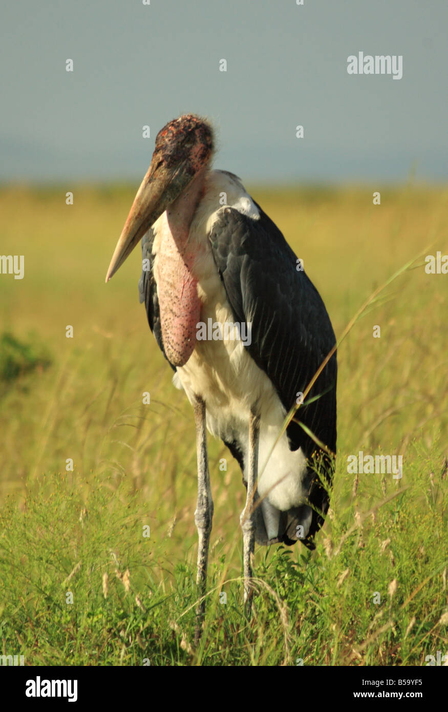 An ugly Marabou Stork in Kenya Africa Stock Photo - Alamy