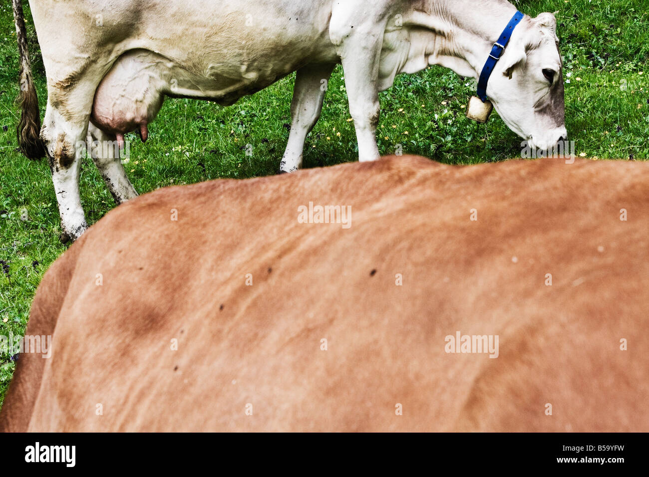 Two cows eating grass hi-res stock photography and images - Alamy