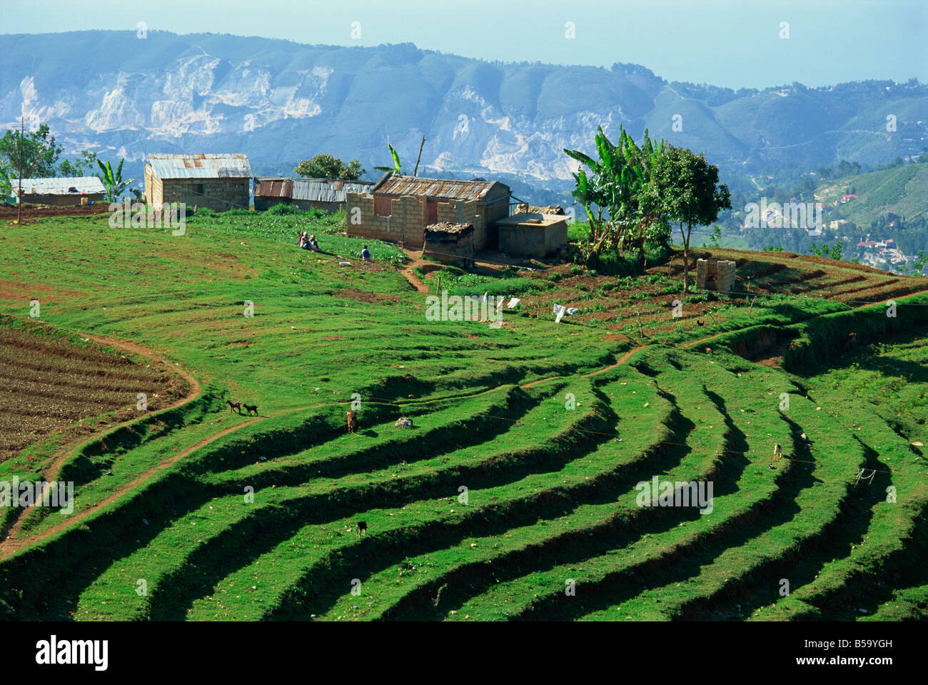 Terracing on small farm Godet Haiti Caribbean L Murray Stock Photo - Alamy