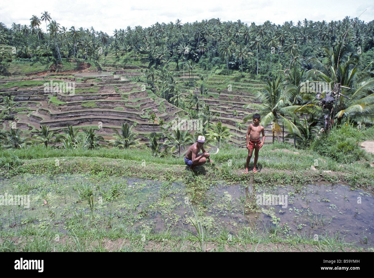Tropical islands rice paddies hi-res stock photography and images - Alamy