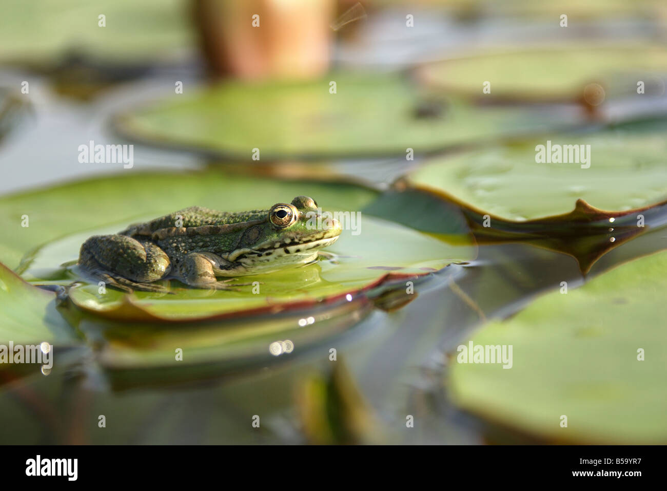 European Edible Frog (Rana esculenta) on Water Lily leaf Stock Photo ...