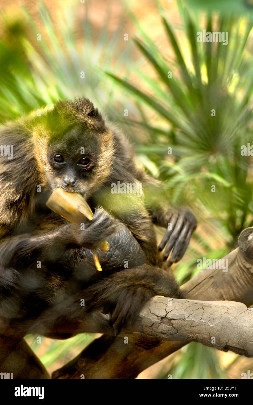 Mono comiendo fruta hi-res stock photography and images - Alamy
