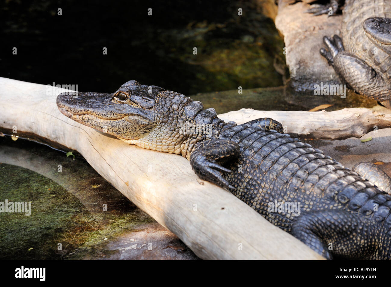 An alligator at the Nashville Zoo Stock Photo - Alamy