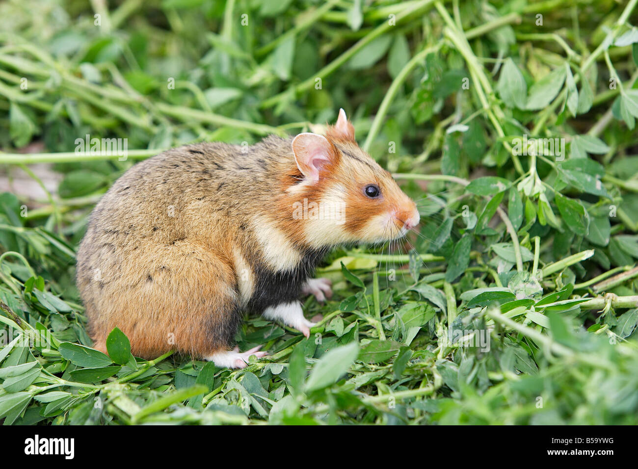 European Hamster, Black-bellied Hamster, Common Hamster (Cricetus ...