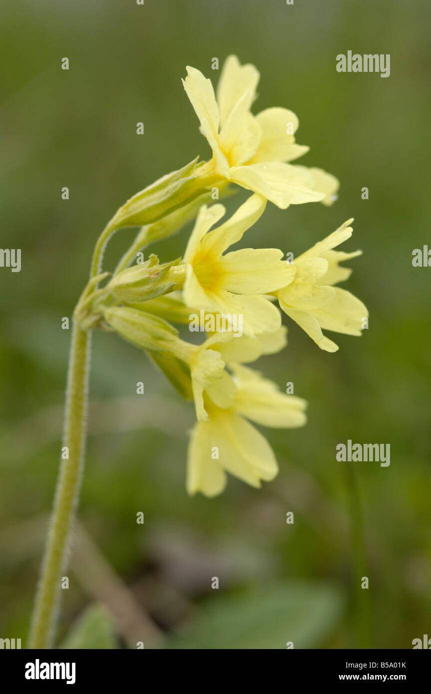 Oxlip, primula elatior, Alpine wild flowers, Hohe Tauern National Park ...