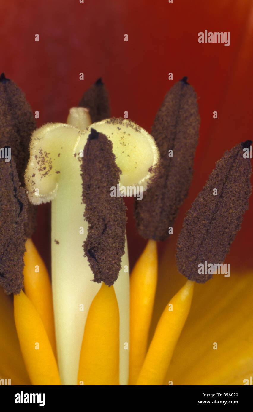 TULIP, Stamen and pistil Stock Photo - Alamy