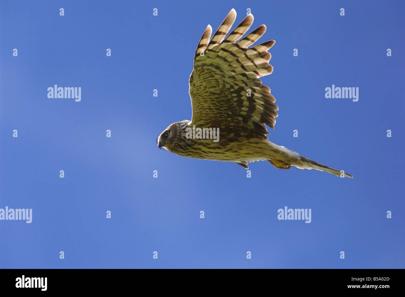 Female hen harrier, Circus cyaneus, in flight Stock Photo - Alamy
