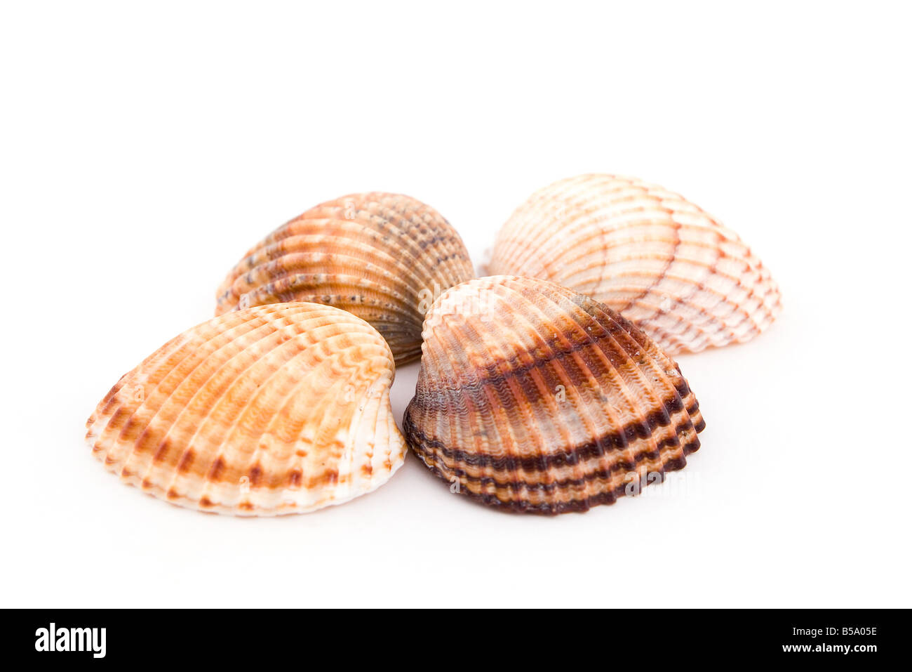 Four shells hi-res stock photography and images - Alamy