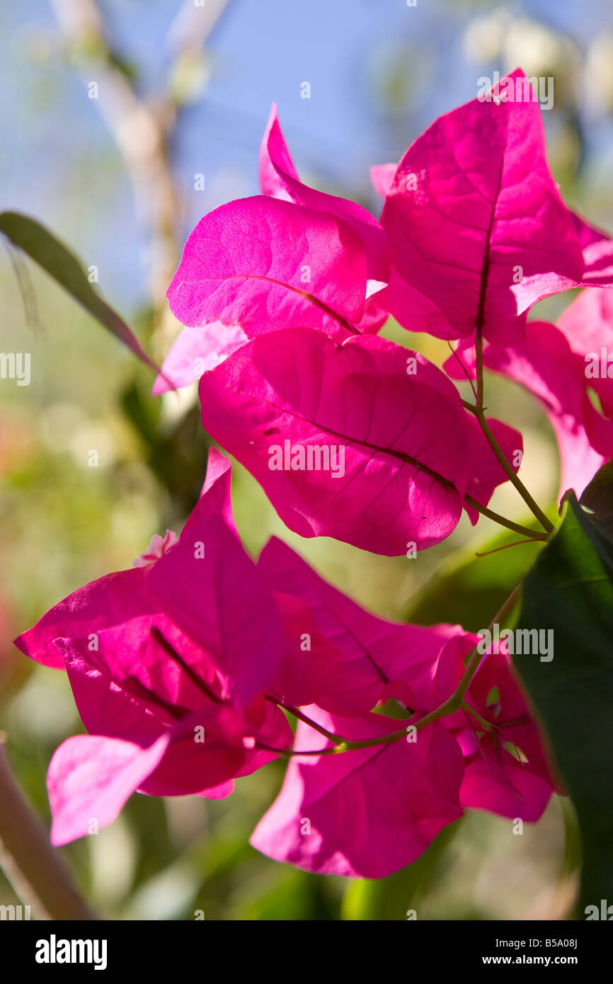 Tanzania flower hi-res stock photography and images - Alamy