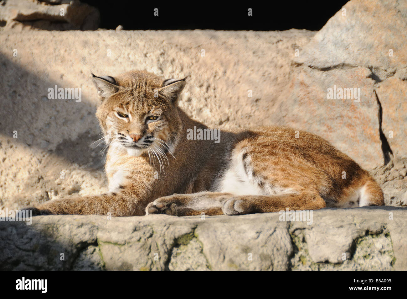 Lynx in the Moscow zoo Stock Photo - Alamy