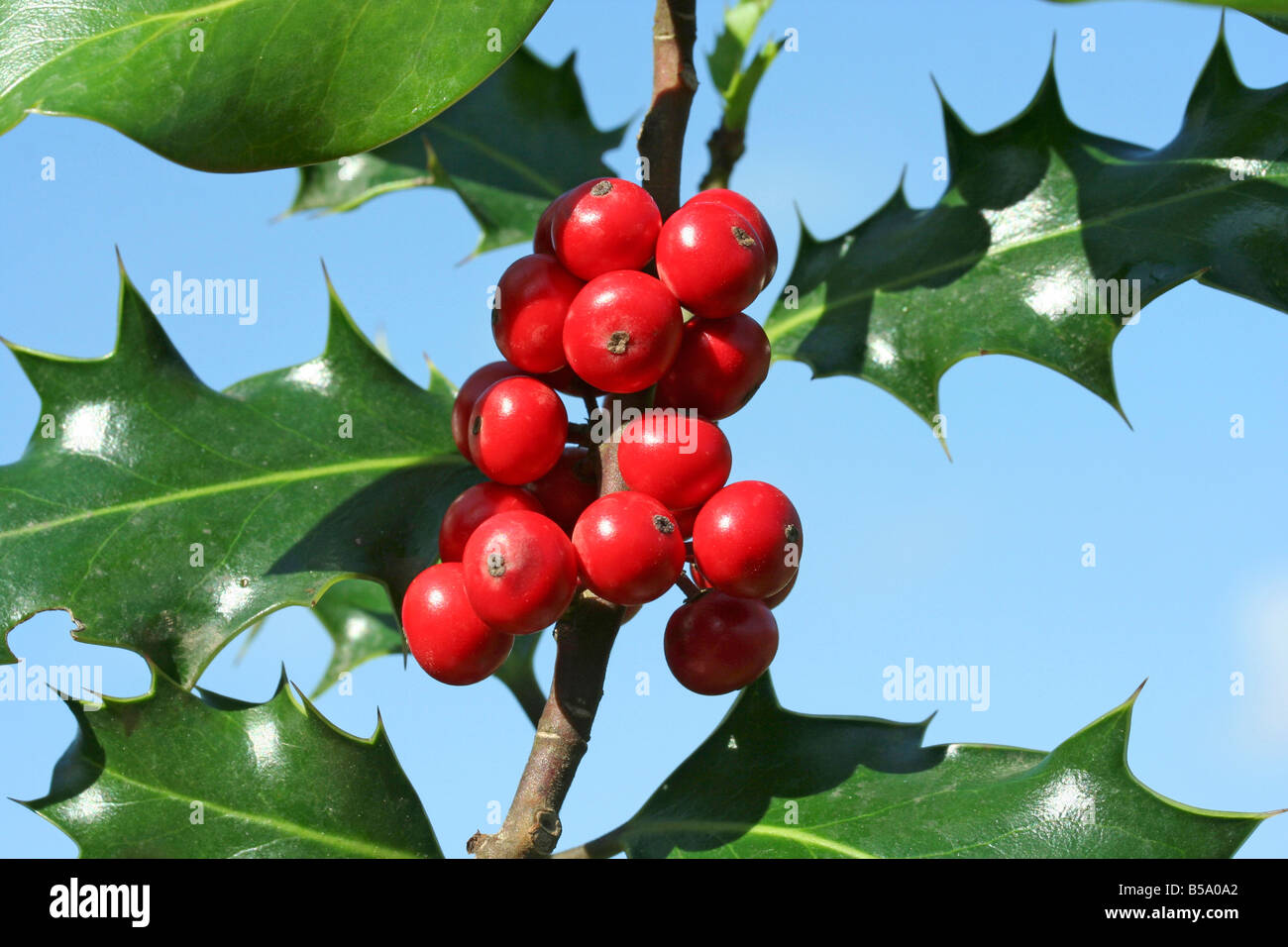 Holly sprig Ilex aquifolium Stock Photo - Alamy