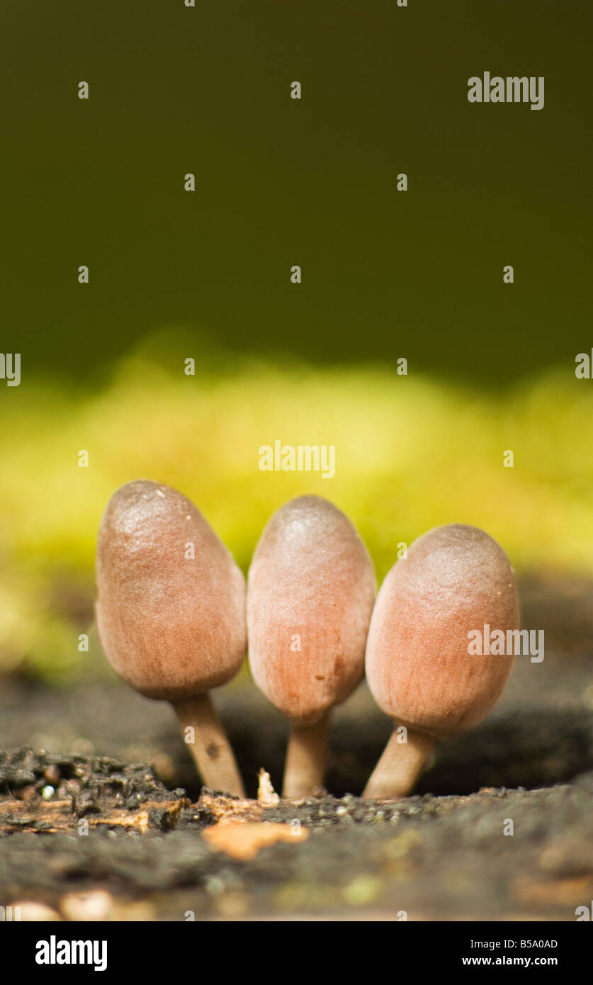 Small 20mm fungi grow on a decaying woodland log Stock Photo - Alamy