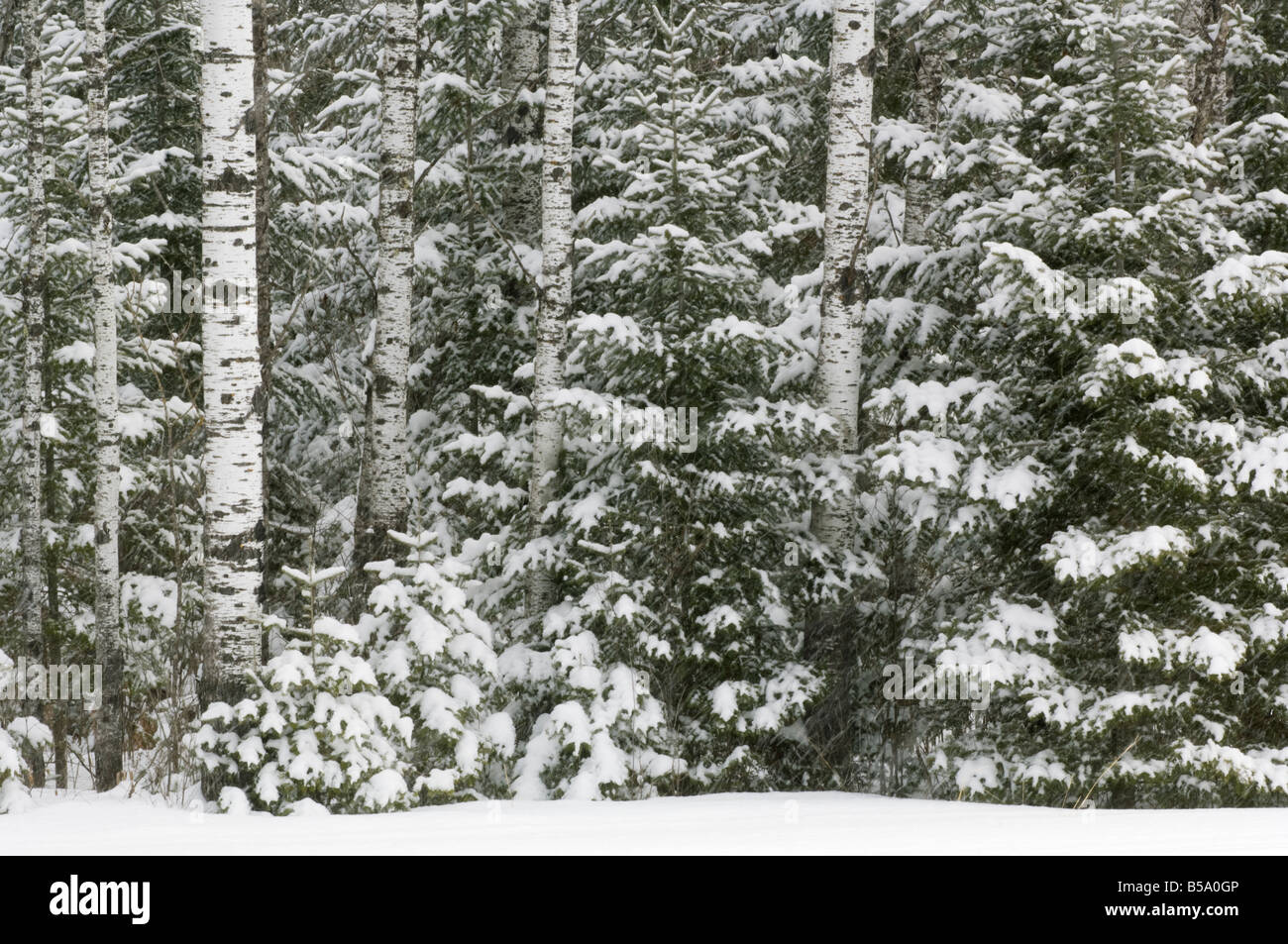 Birch and evergreen with fresh fallen snow Voyageurs National Park ...