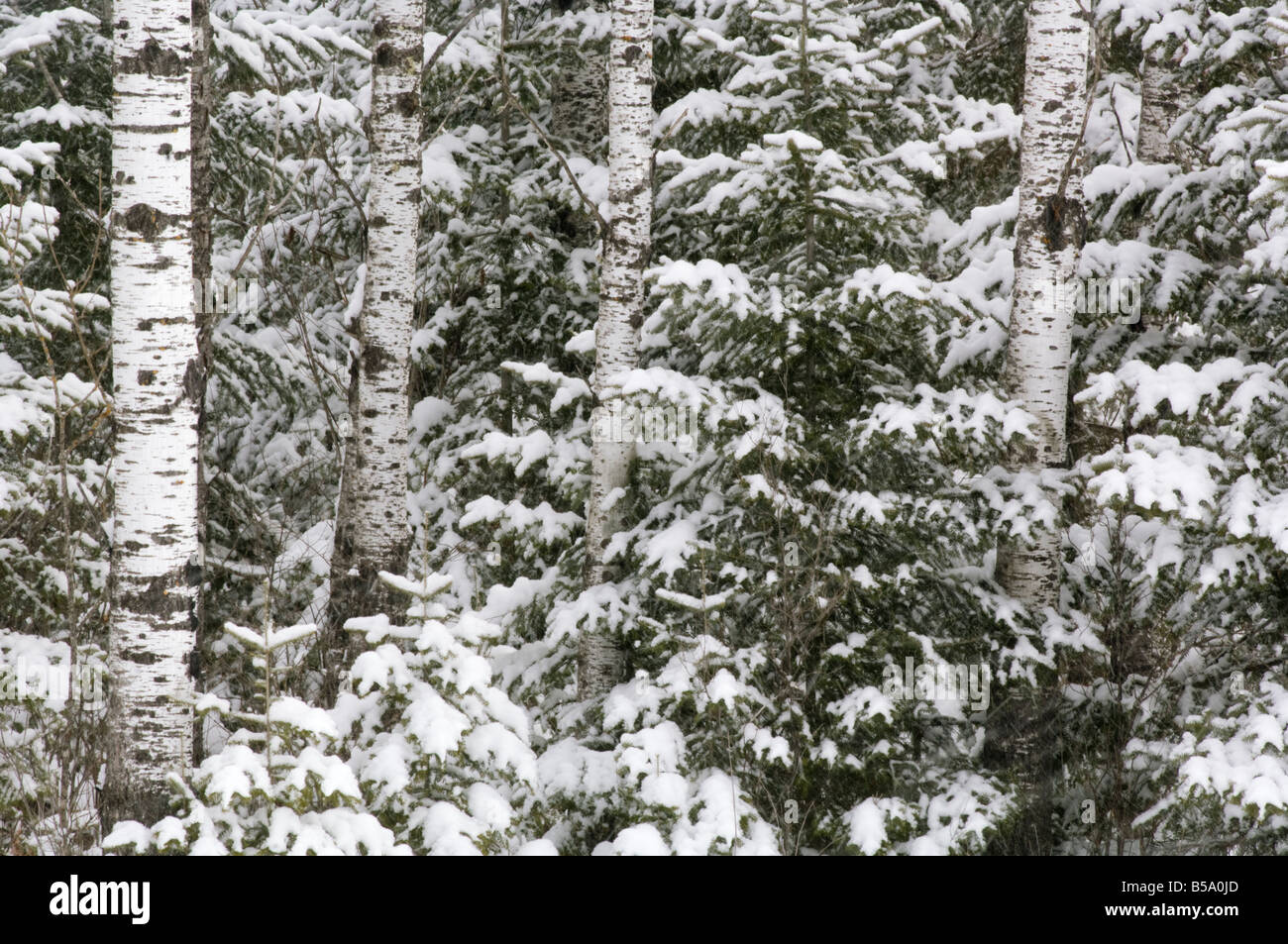 Birch and evergreen with fresh fallen snow Voyageurs National Park ...
