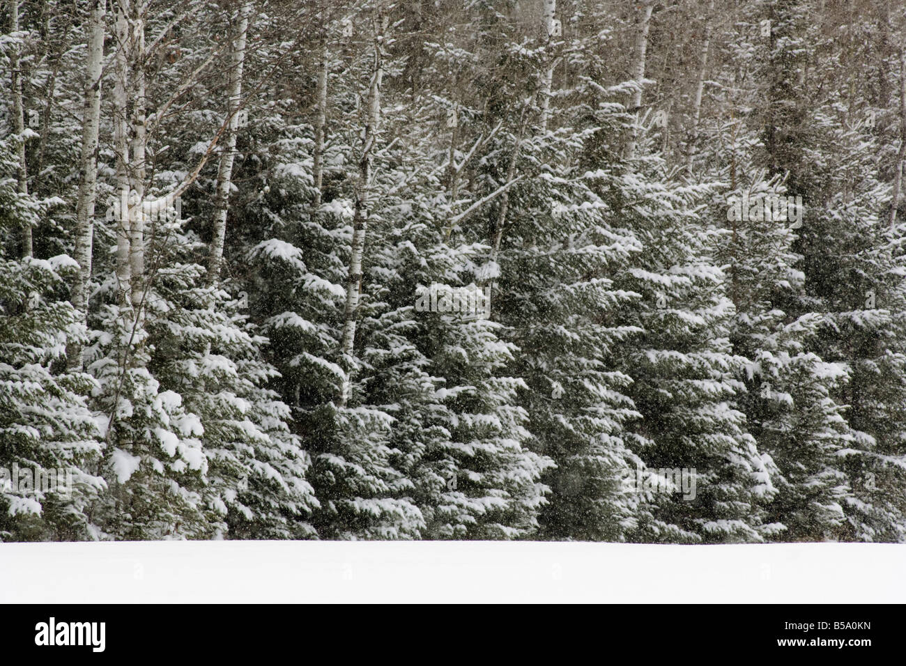 Birch and evergreen with fresh fallen snow Voyageurs National Park ...
