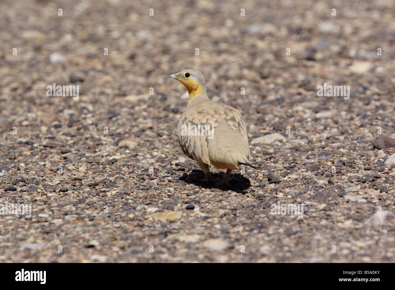 Spotted Sandgrouse, pterocles senegallus, Morocco Stock Photo - Alamy