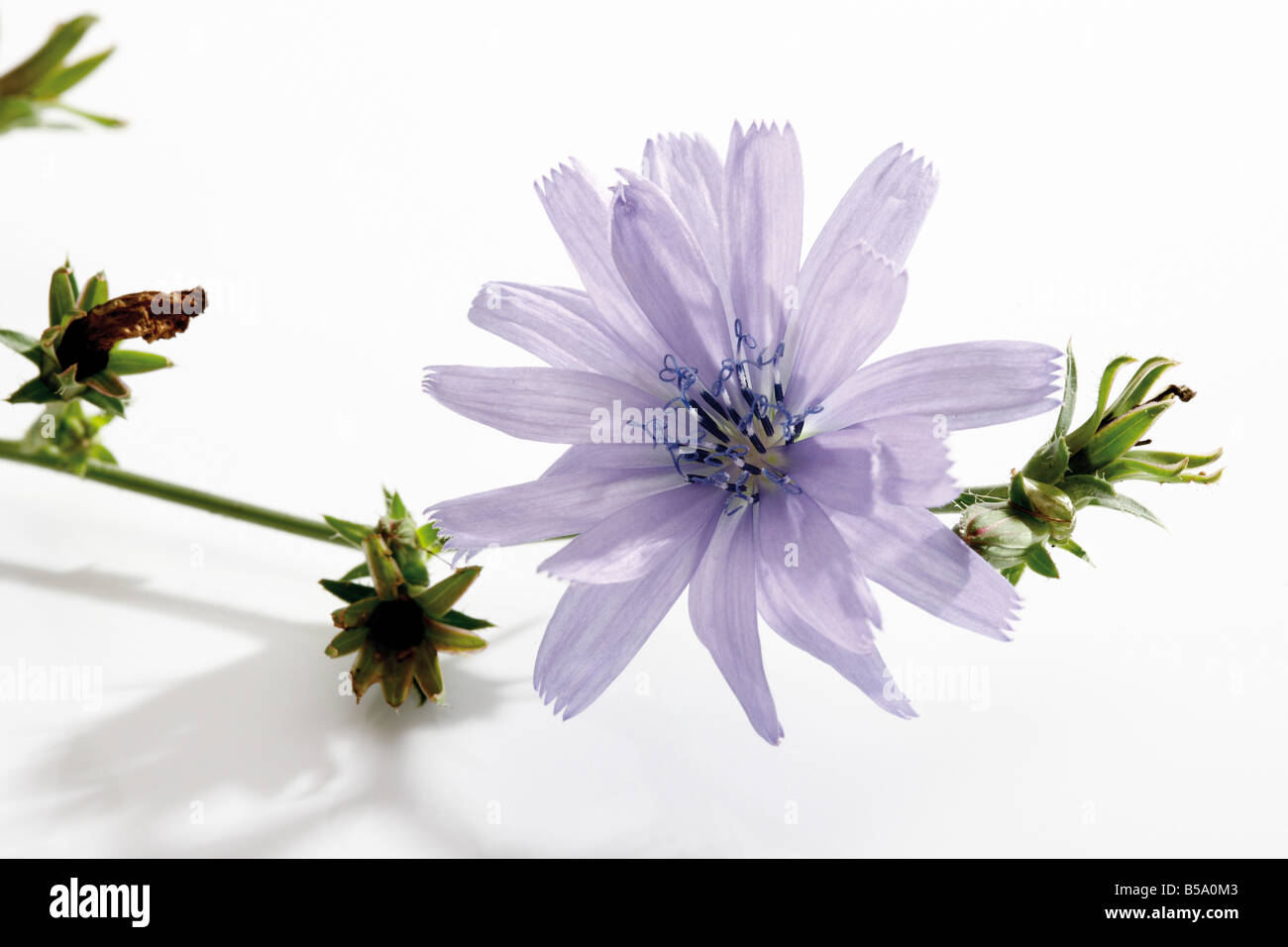 Wild chicory edible hi-res stock photography and images - Alamy