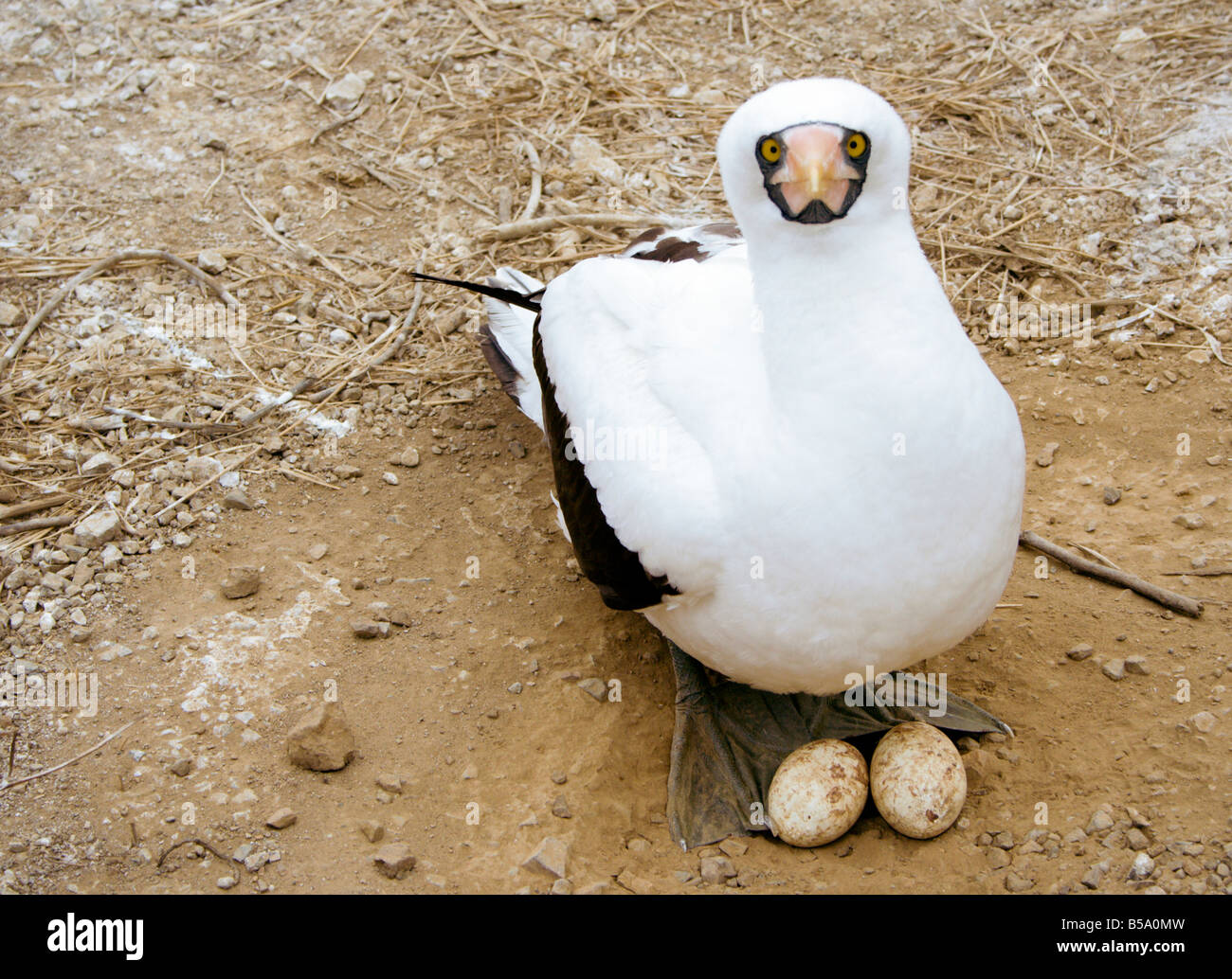 Red Footed Booby with two eggs in the Galapagos Islands Ecuador South ...
