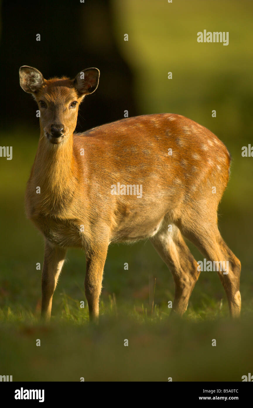 Dominant female hi-res stock photography and images - Alamy
