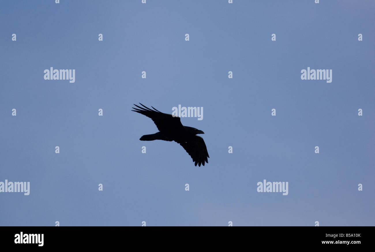 Common raven, Corvus corax, in flight over farmland in Wales Stock ...
