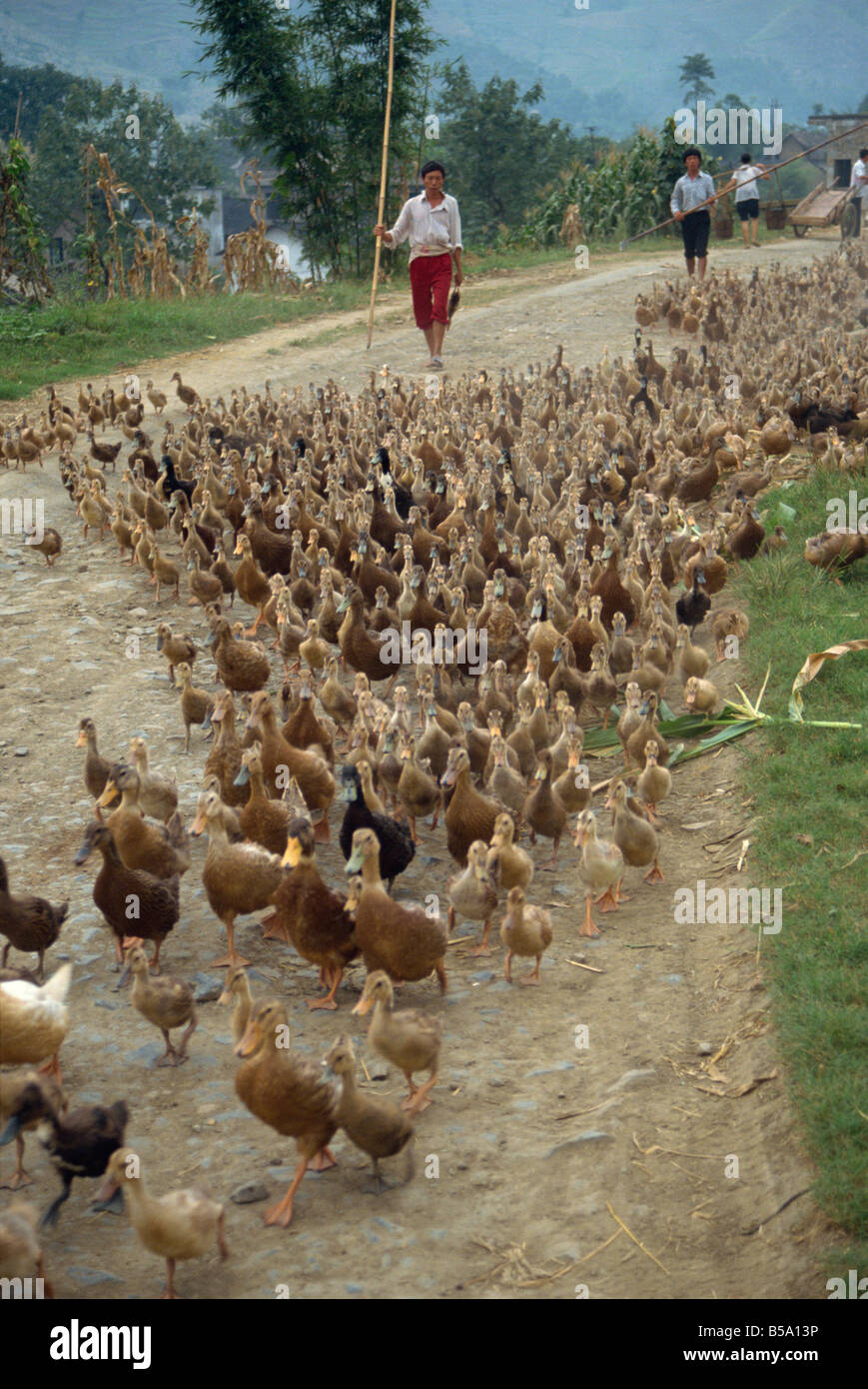 Driven animals hi-res stock photography and images - Alamy