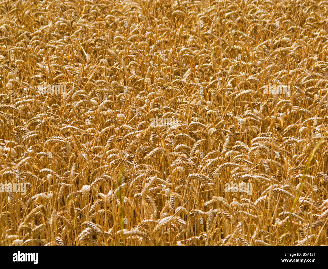 Mature wheat field hi-res stock photography and images - Alamy