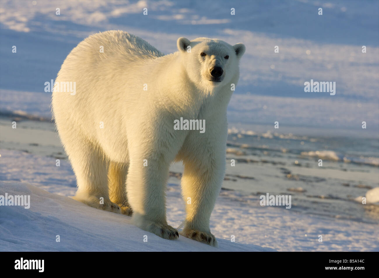 Polar Bear in arctic setting Stock Photo - Alamy
