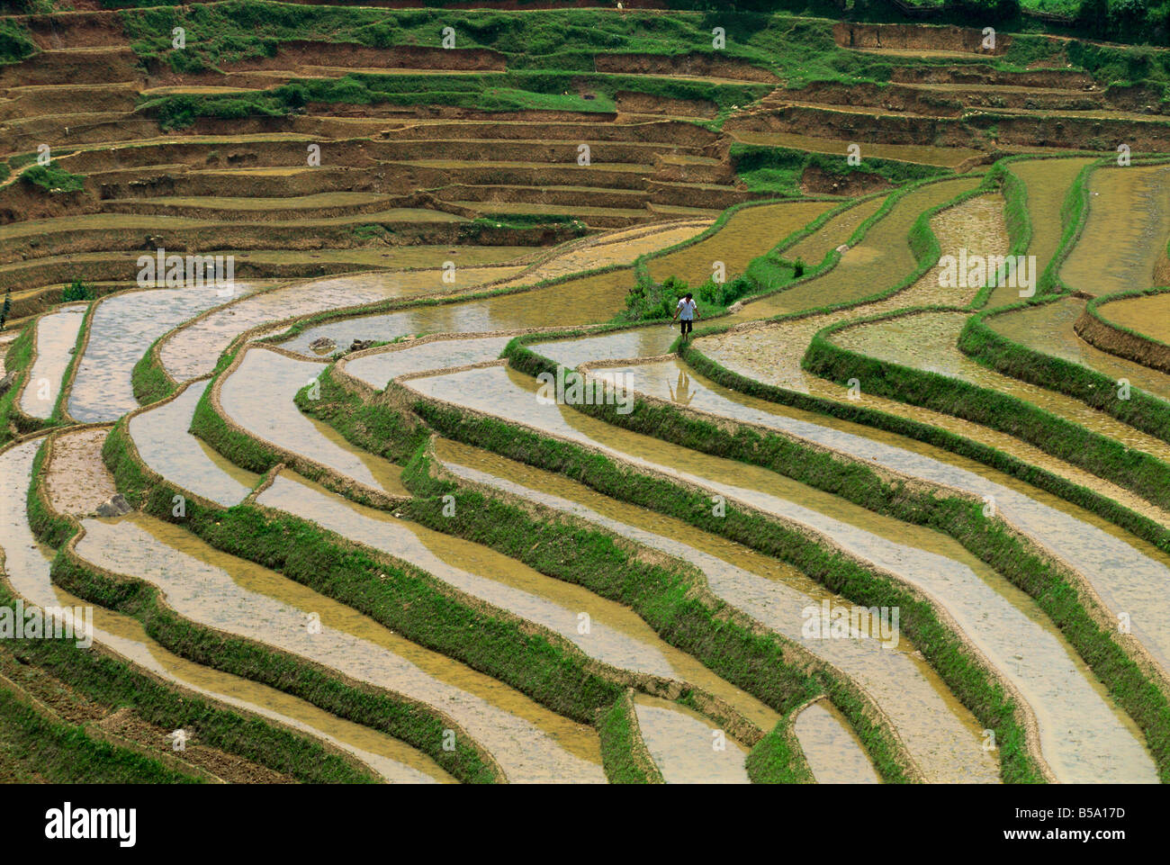 Farmer in terraced rice paddies at Longsheng in north east Guangxi ...