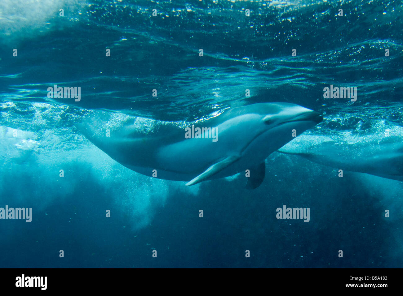 Dolphin diving hi-res stock photography and images - Alamy