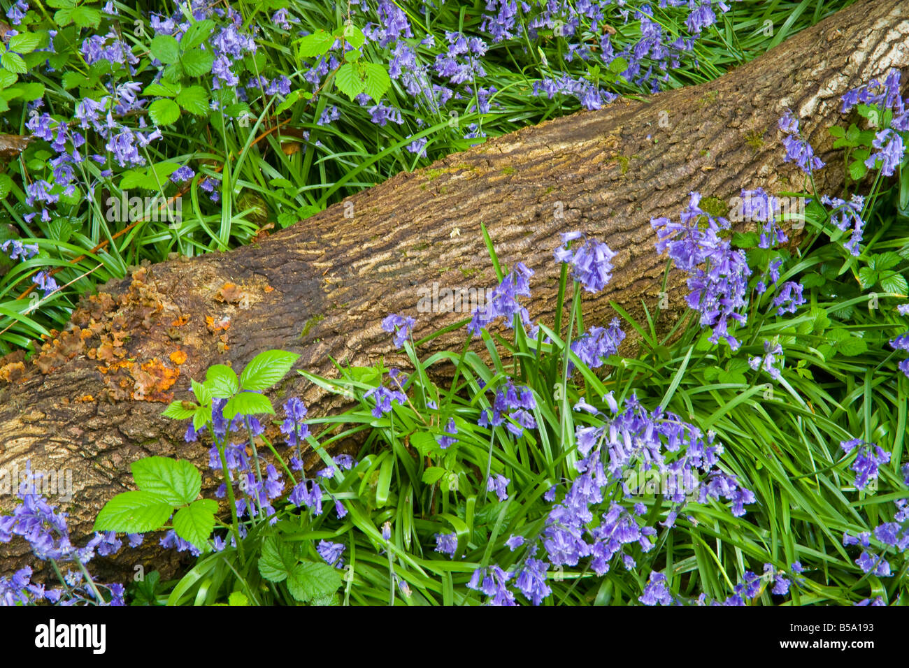 Staffhurst wood hi-res stock photography and images - Alamy