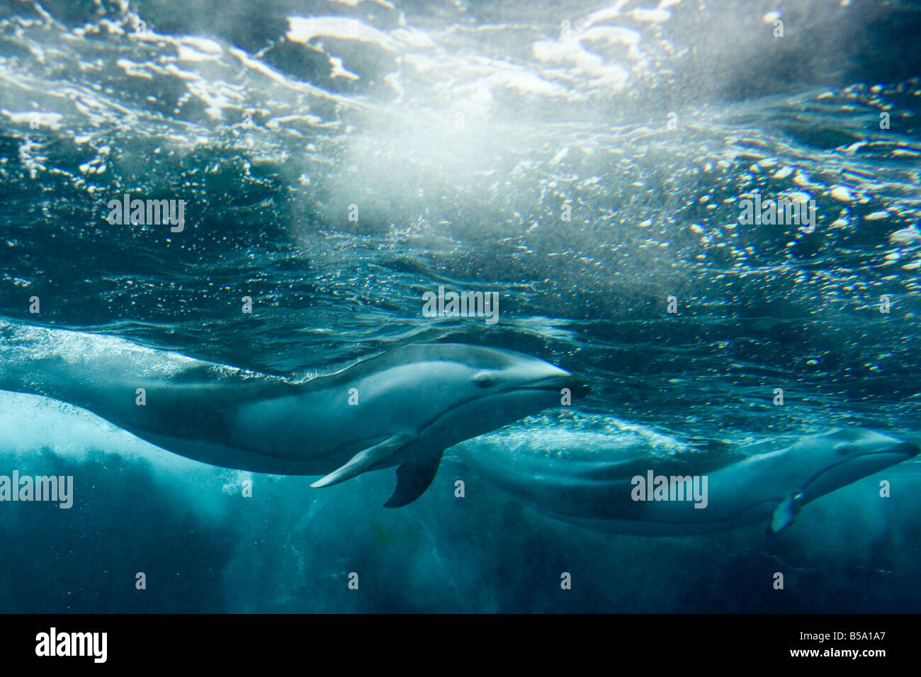 Dolphins dive under water surface Stock Photo - Alamy