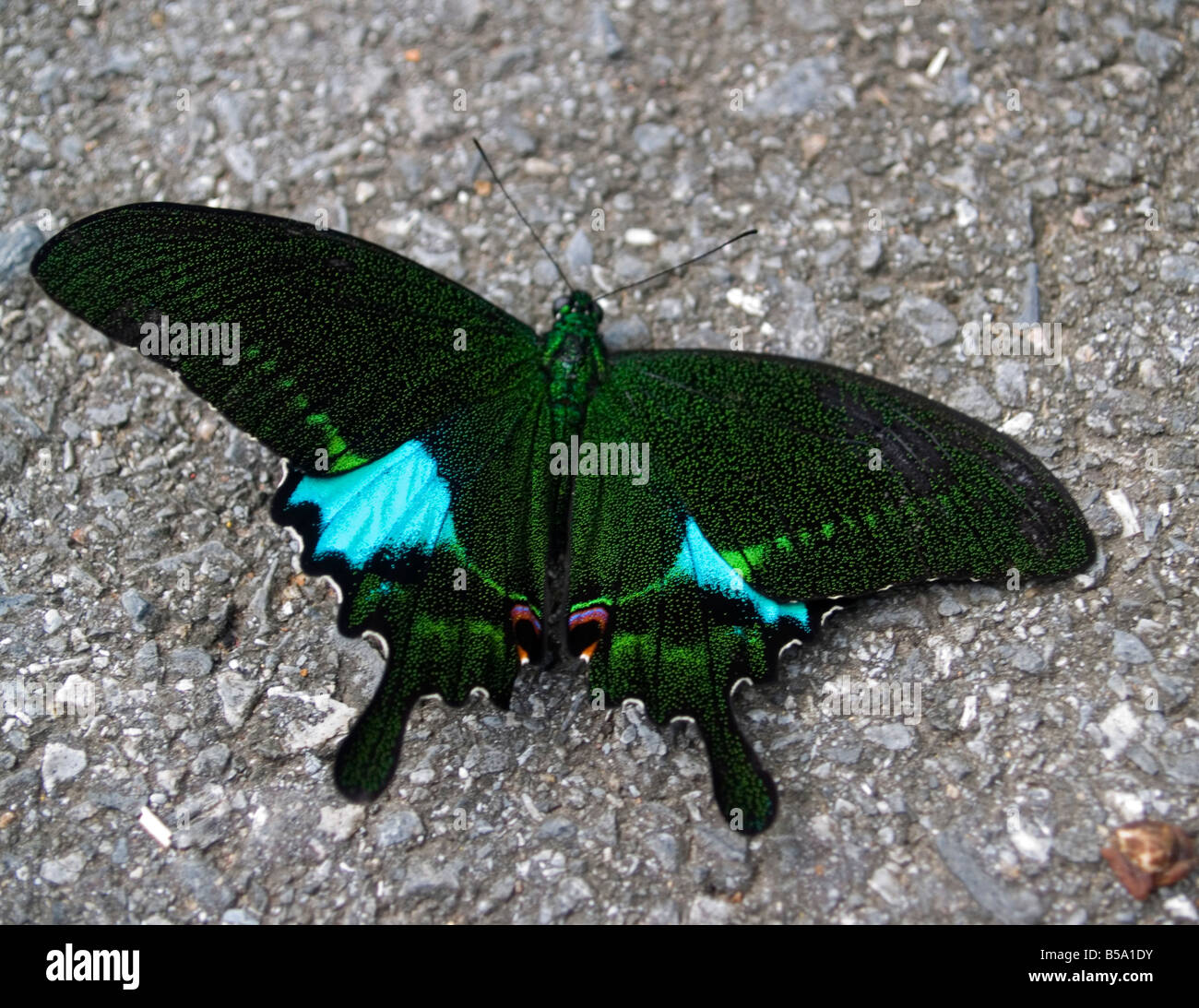 paris peacock butterfly in Khao Yai National Park Thailand Stock Photo ...
