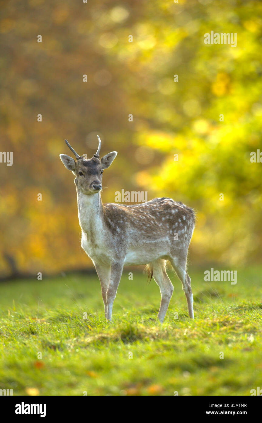 Roe deer stag hi-res stock photography and images - Alamy
